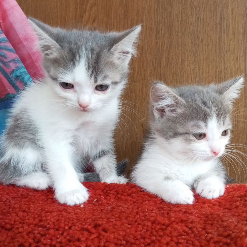 Котята в добрые руки