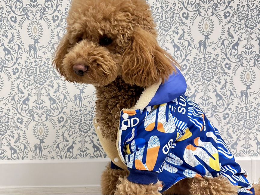 Одежда для средних собак