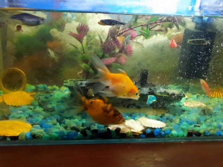 Аквариум с рыбками