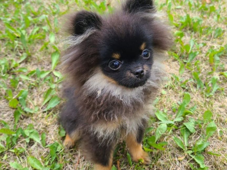 Померанский шпиц