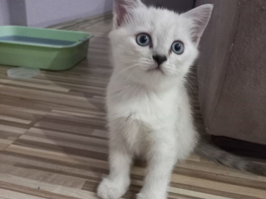 Котенок смесь Персидского с Британским