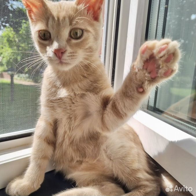 Машу вам лапкой и очень жду котородителей