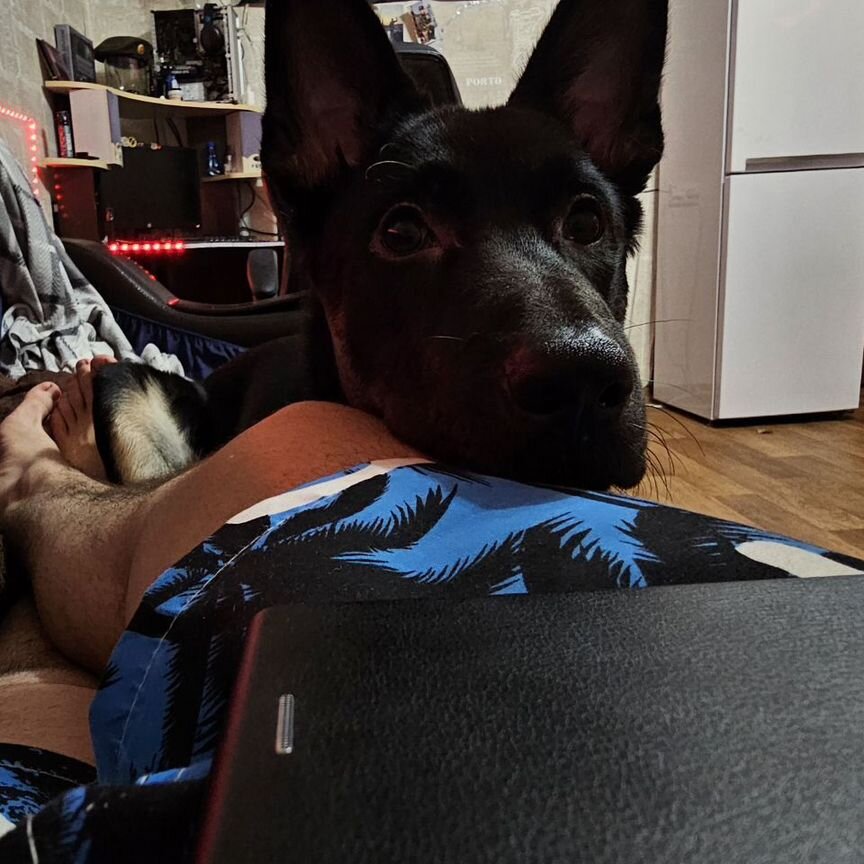 Собака в добрые руки