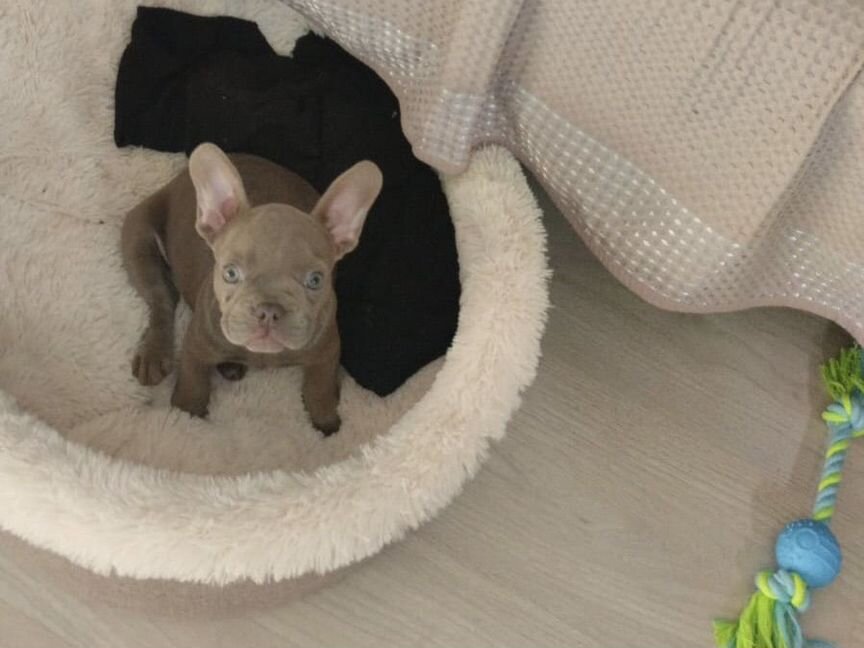 Французский бульдог изабелла