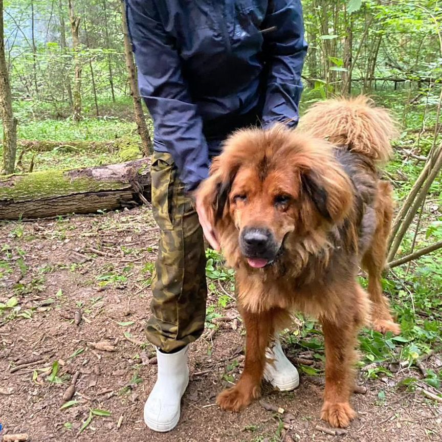 Тибетский мастиф, щенок