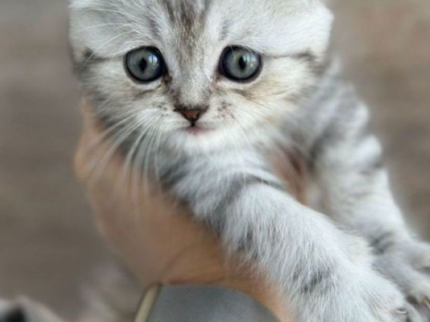 Шотландская