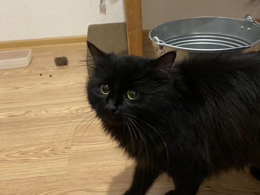 Хозяин найдись или в хорошие руки