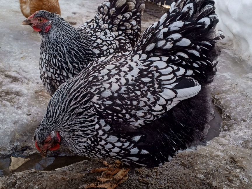 Инкуционное яйцо кур породы Виандот серебро