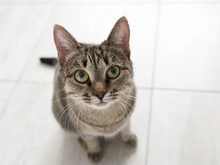 Ася в добрые руки