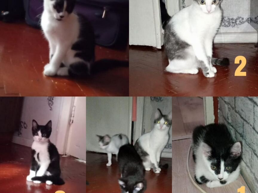 Котята в добрые руки бесплатно приучены к лотку