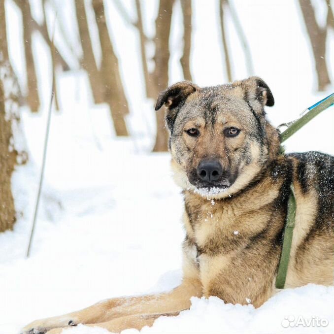Тедди - пес с грусной историей