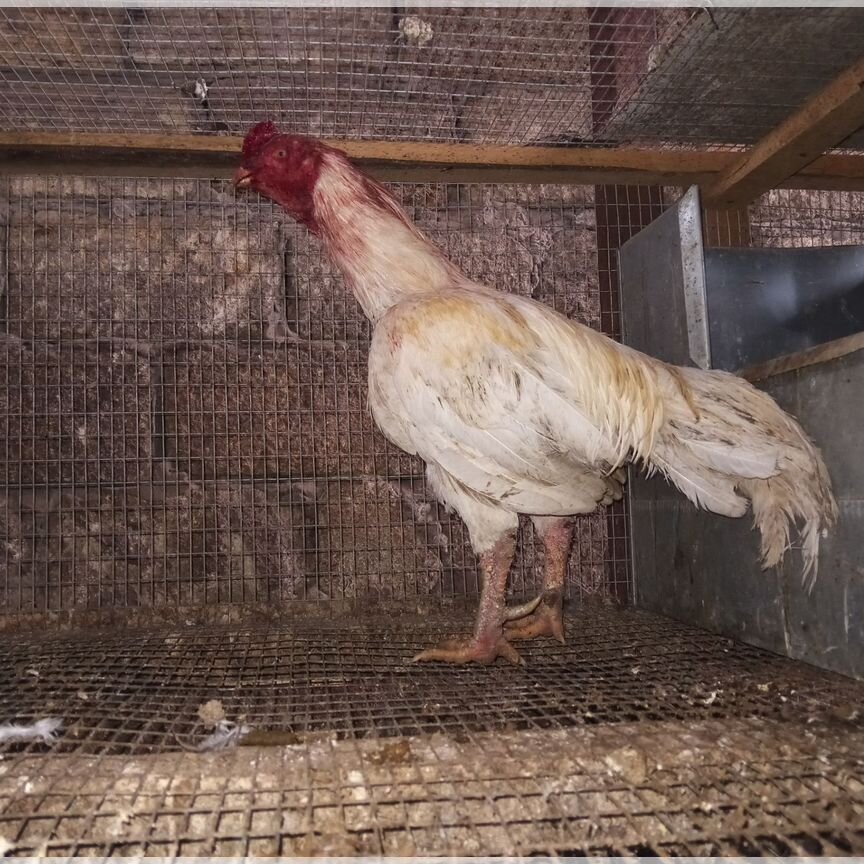 Бойцовая птица