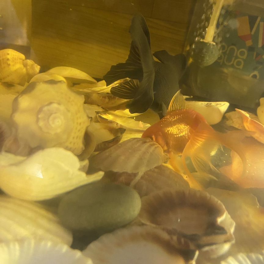 Аквариумные рыбки золотая и телескоп