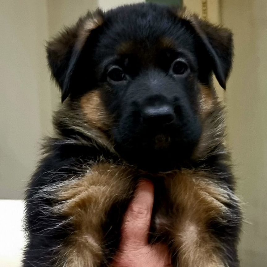 Немецкая овчарка, щенок