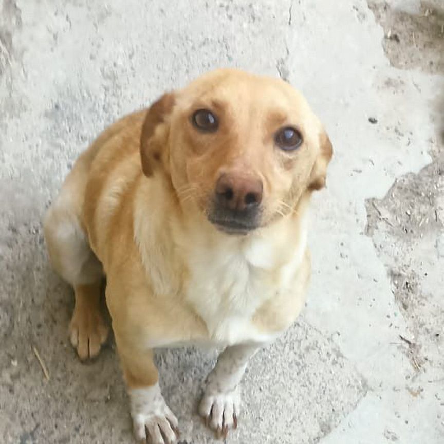 Ищет дом щенок