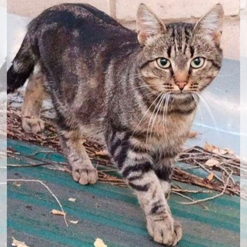 Взрослый кот в добрые руки