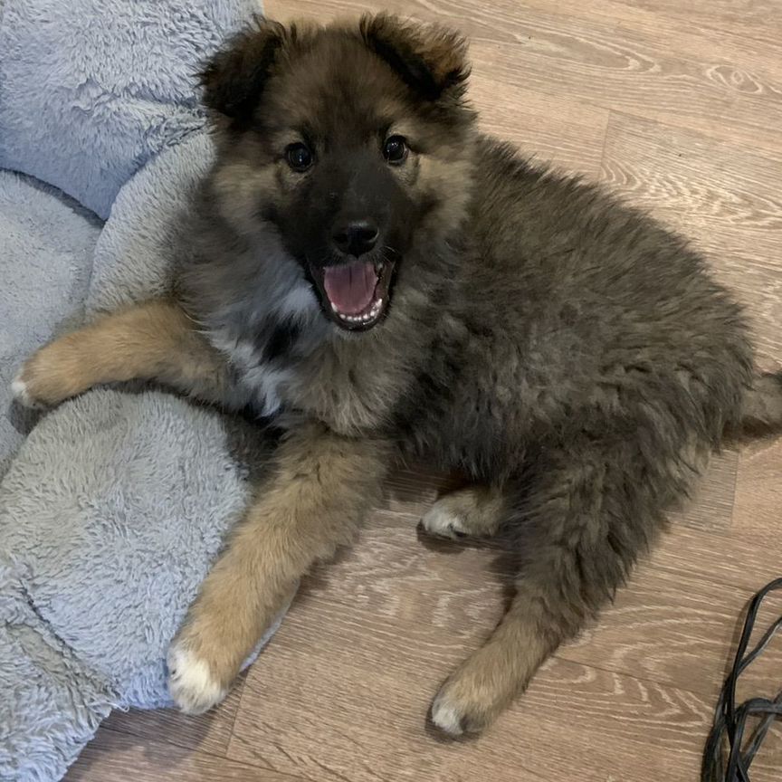 Собака. Малышка Плюша