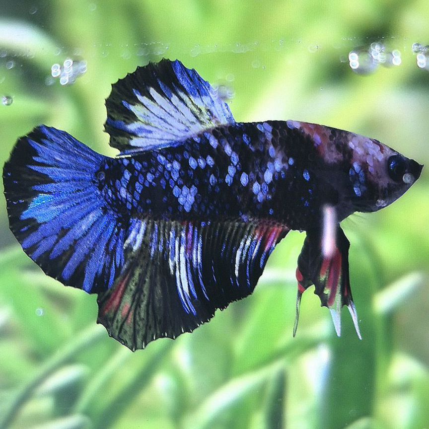 Рыбка петушок