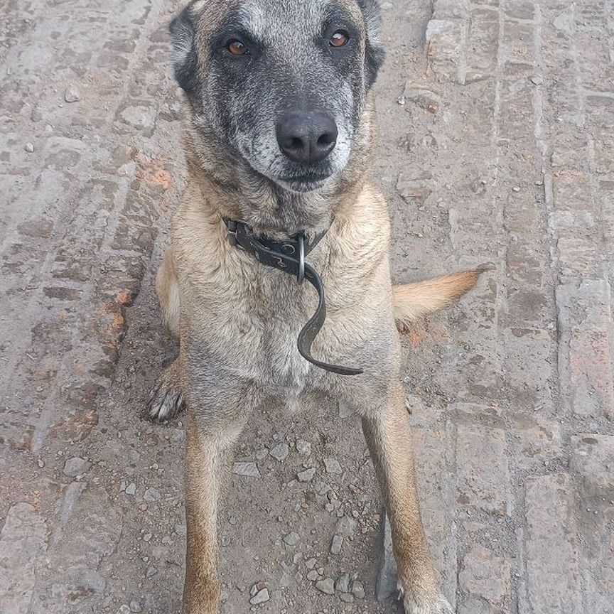 Бельгийская овчарка малинуа