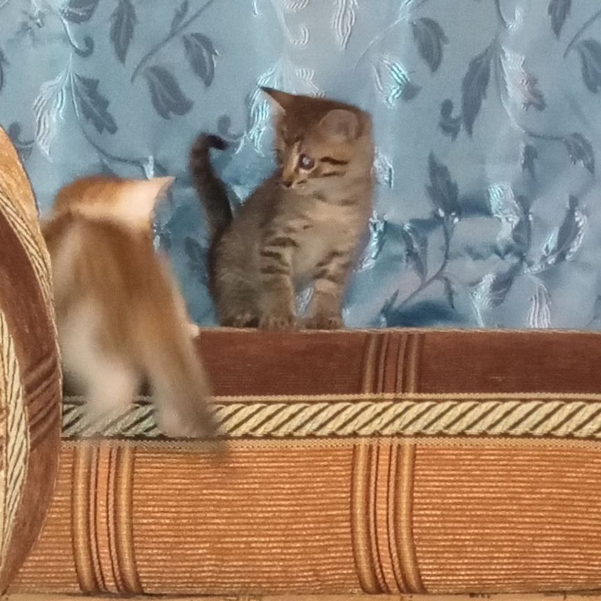 Катята