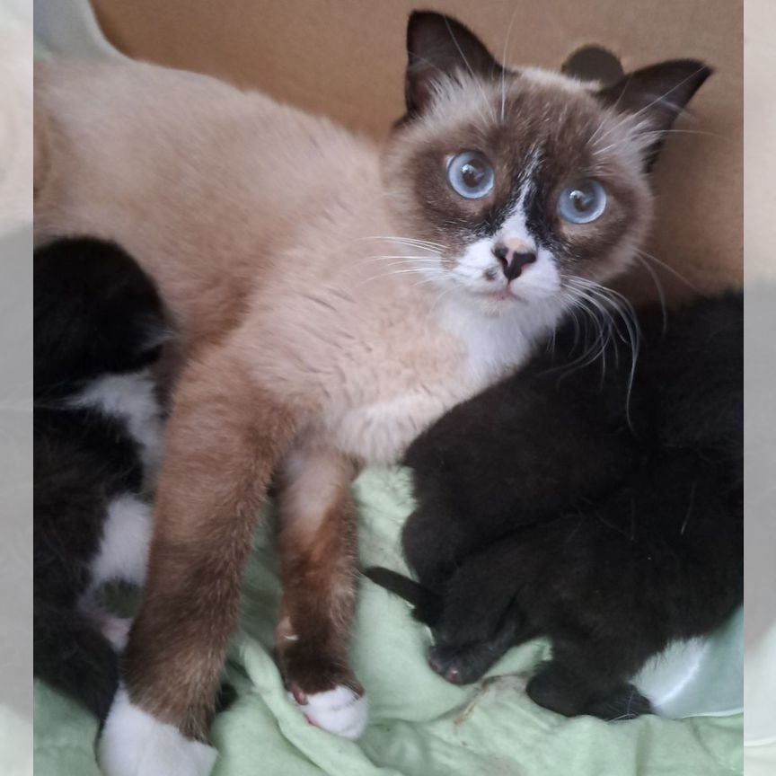 Котята