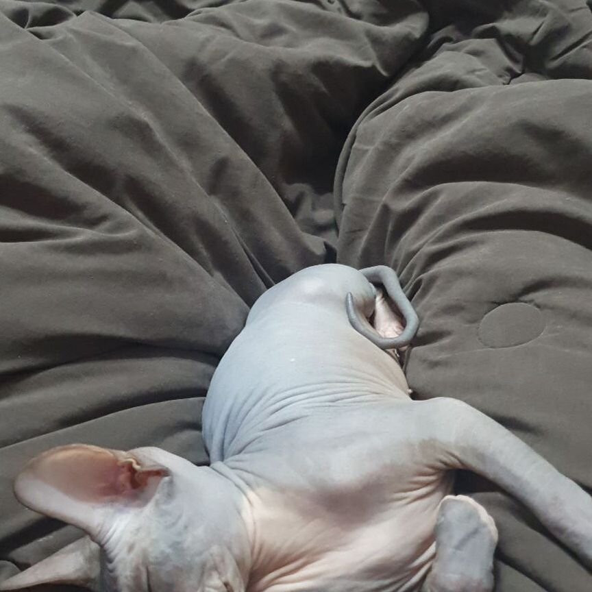 Продам котенка сфинкс