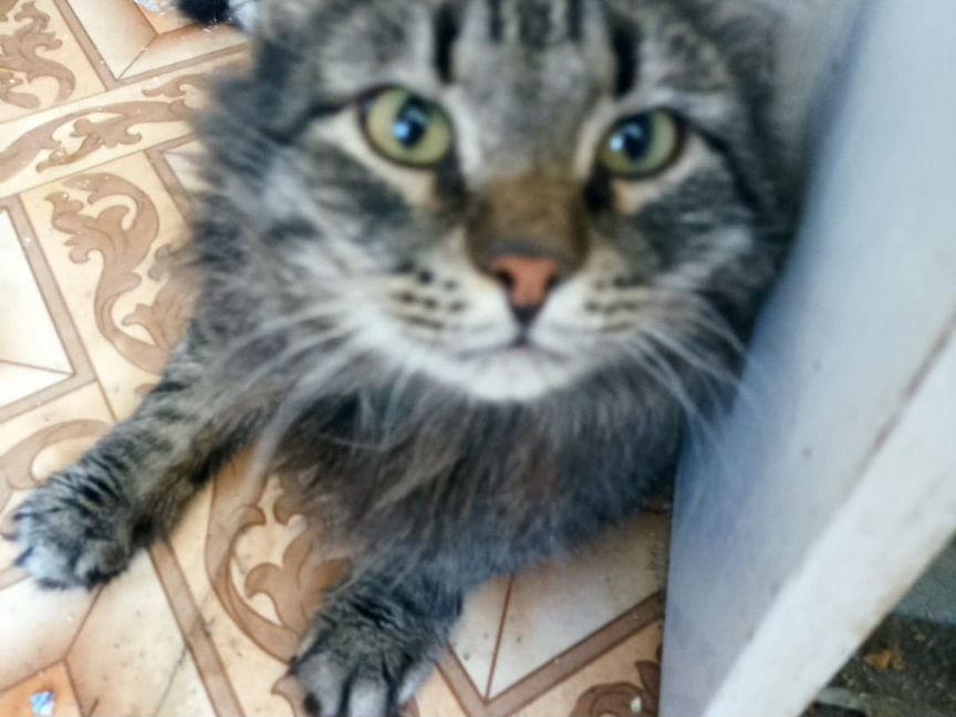 Пушистый котик в добрые руки