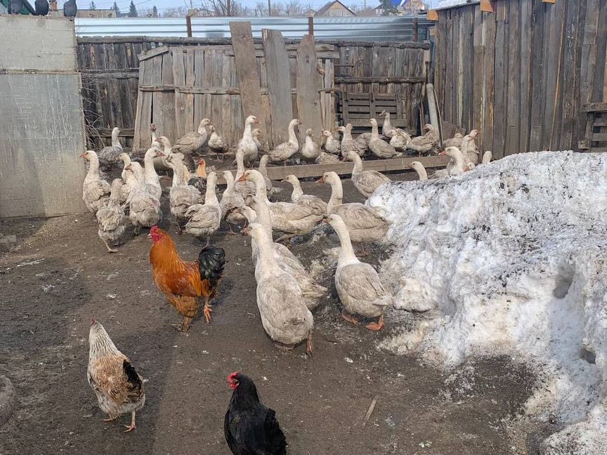 Продам уток и гусей
