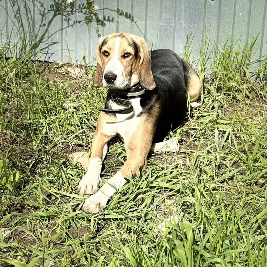 Отдадим в добрые руки