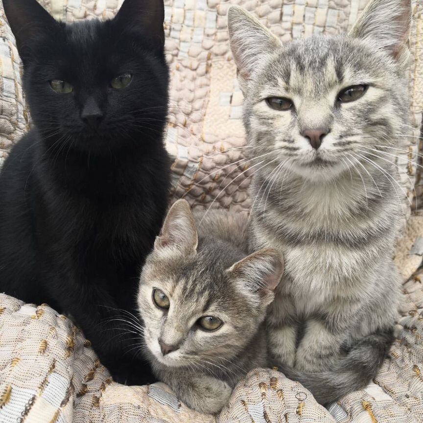 Котята в добрые руки