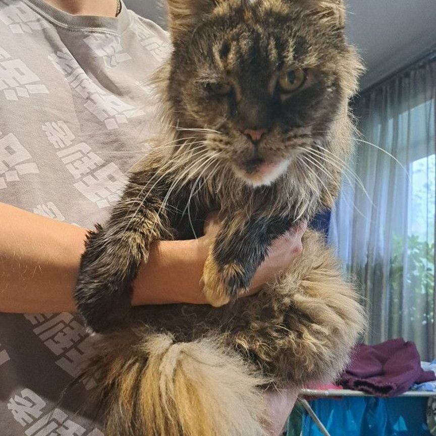 Кошка мейн-кун бесплатно