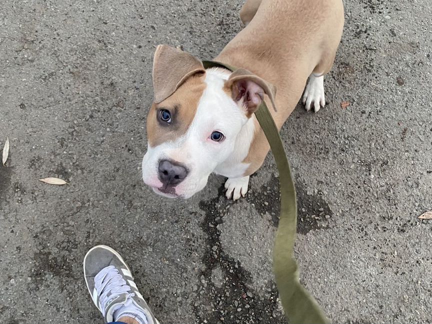 Продам стаффорда