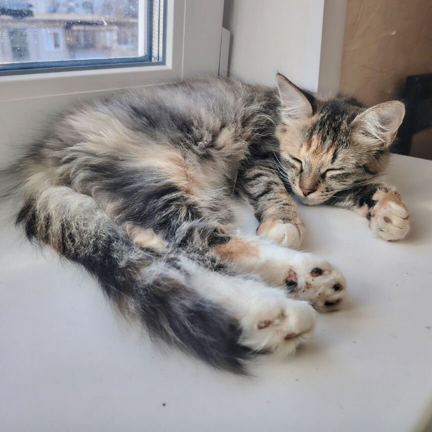 Мейн-кун котёнок