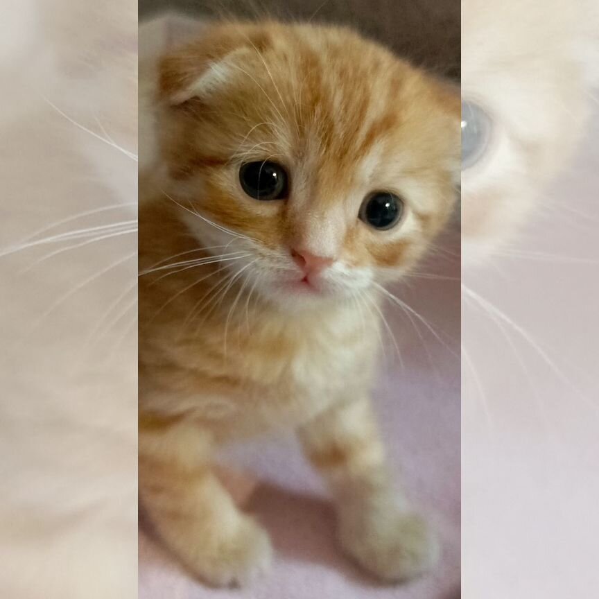 Шотландский вислоухий короткошёрстный котёнок