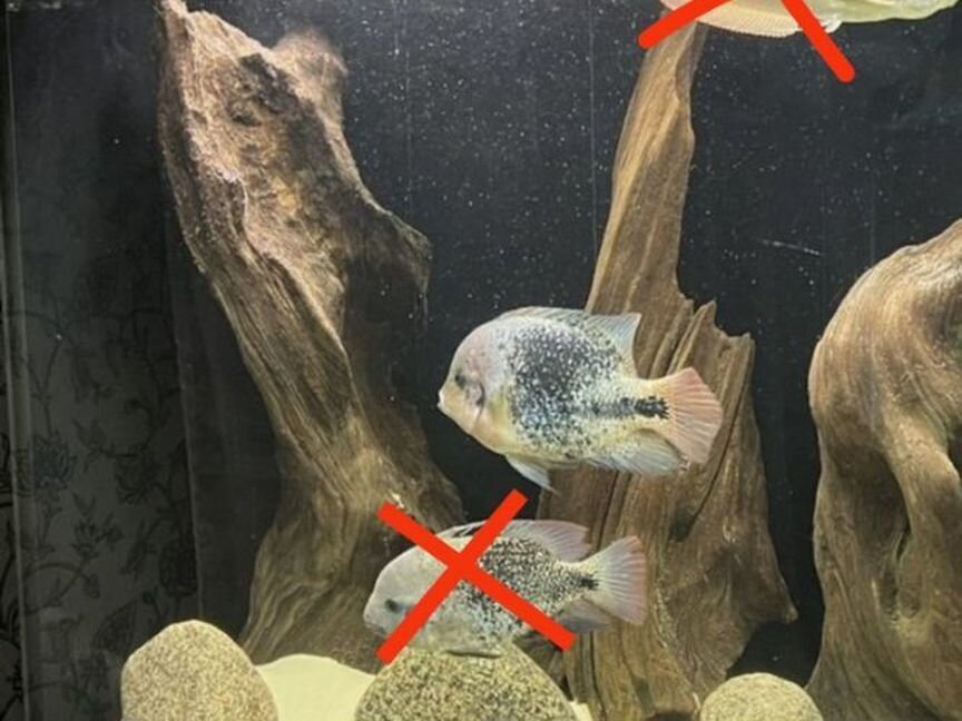 Бесплатно рыба Вьеха