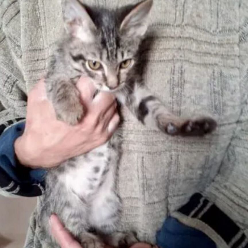 Котенок 3 мес тигровый спасен с улице мальчик