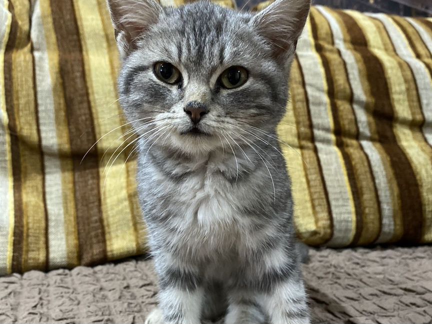 Котенок (мальчик)