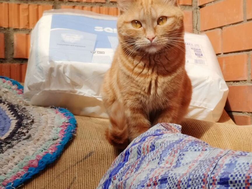 Кот имя Симба