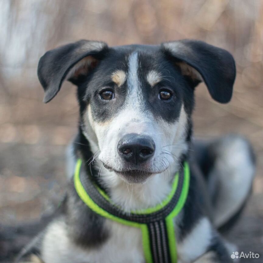 Артур 6 мес. ищет дом. Есть опыт жизни в квартире