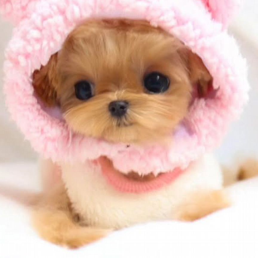 Мальтипу, щенок