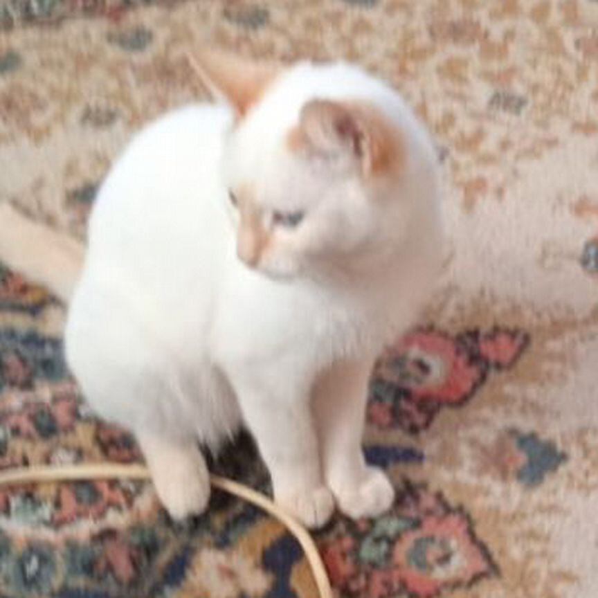 Подрощенные белые котята