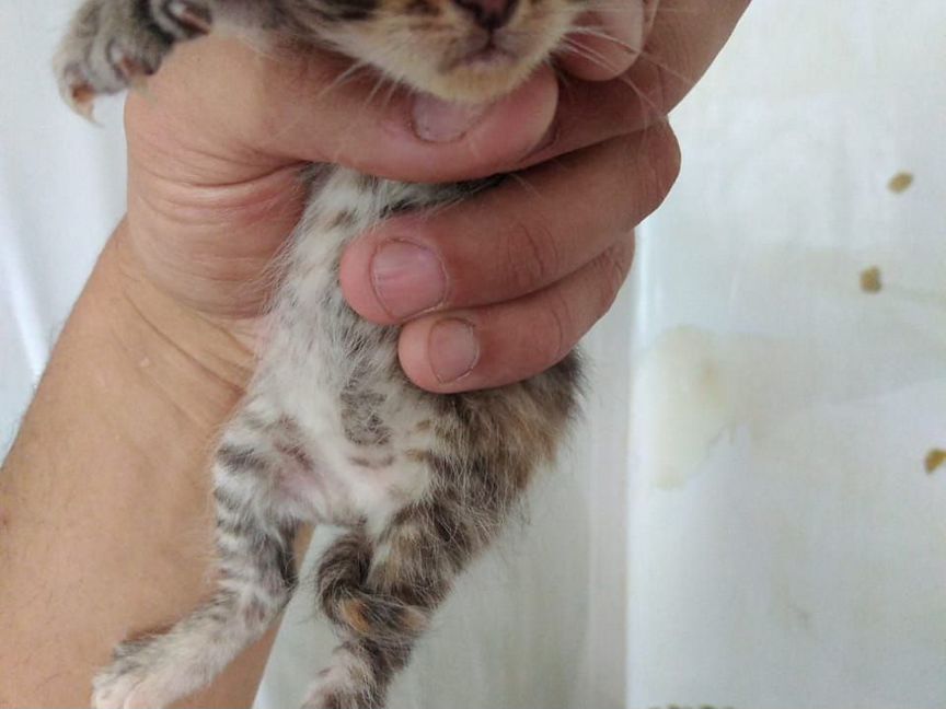 Котята,три мальчика,одна девочка