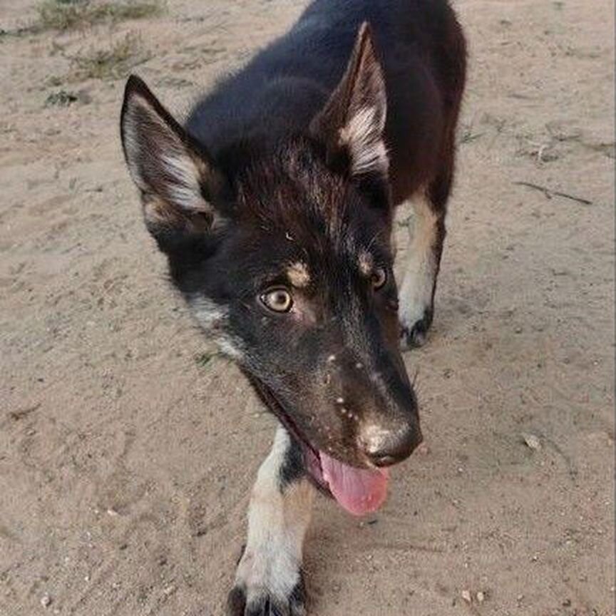 Абигор, немец с волком