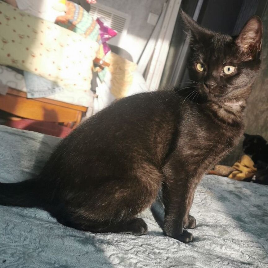 Кошечка породы Чаузи