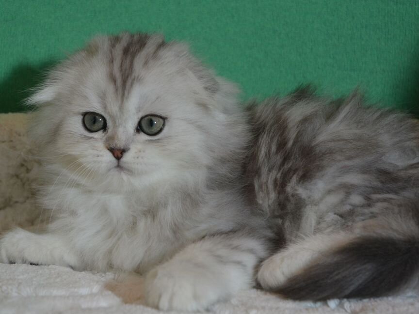 Хайленд фолд. Мальчик. серебро
