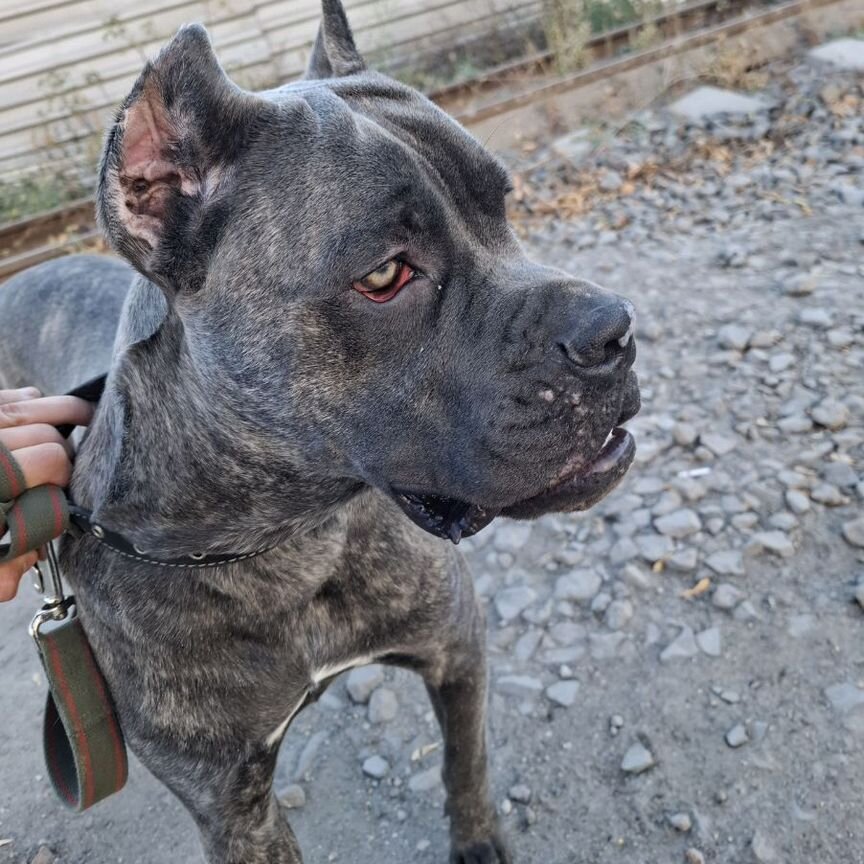 Кобель вязка кане корсо