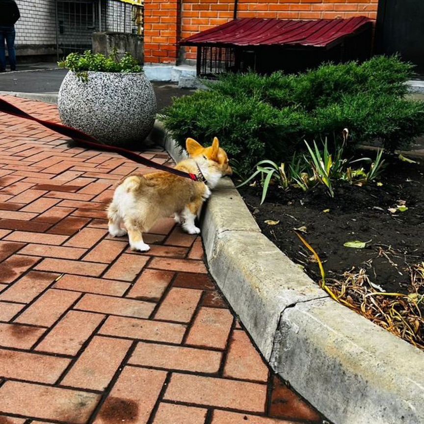 Продам щенка корги