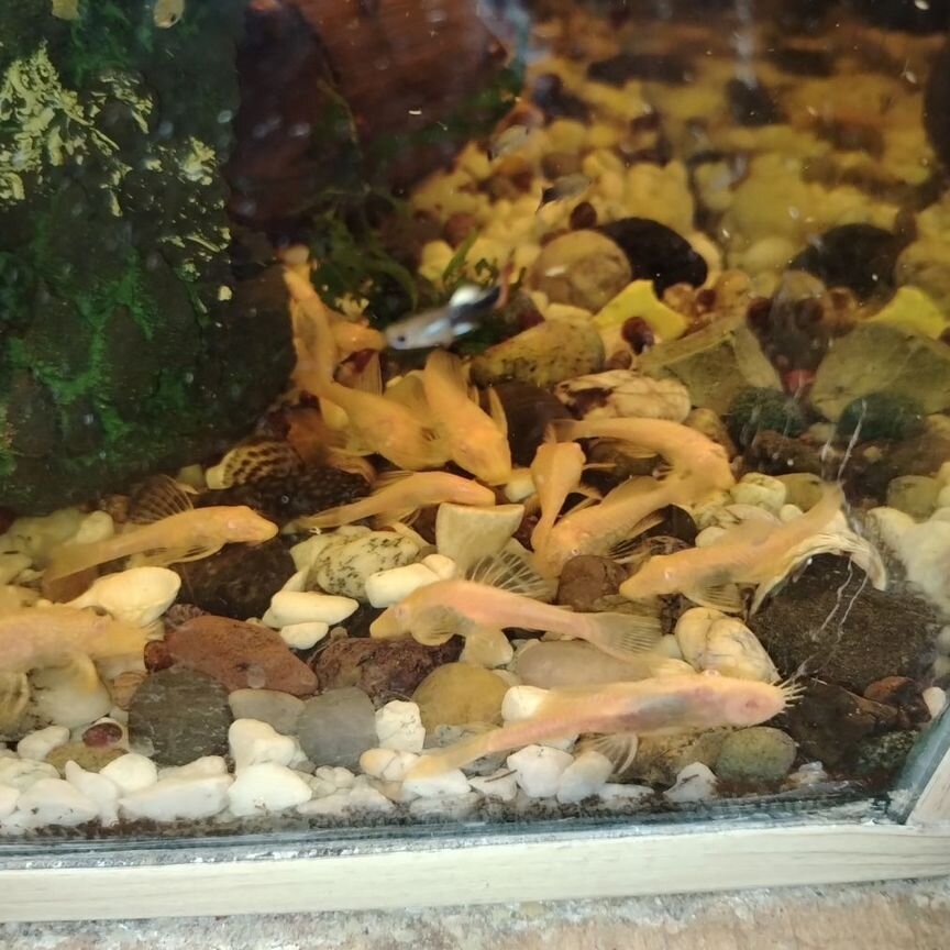 Аквариумные рыбки