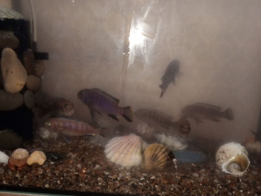 Рыба эндемики циклида