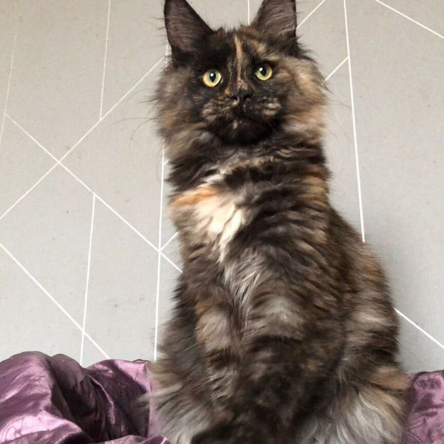 Мейн-кун кошечка